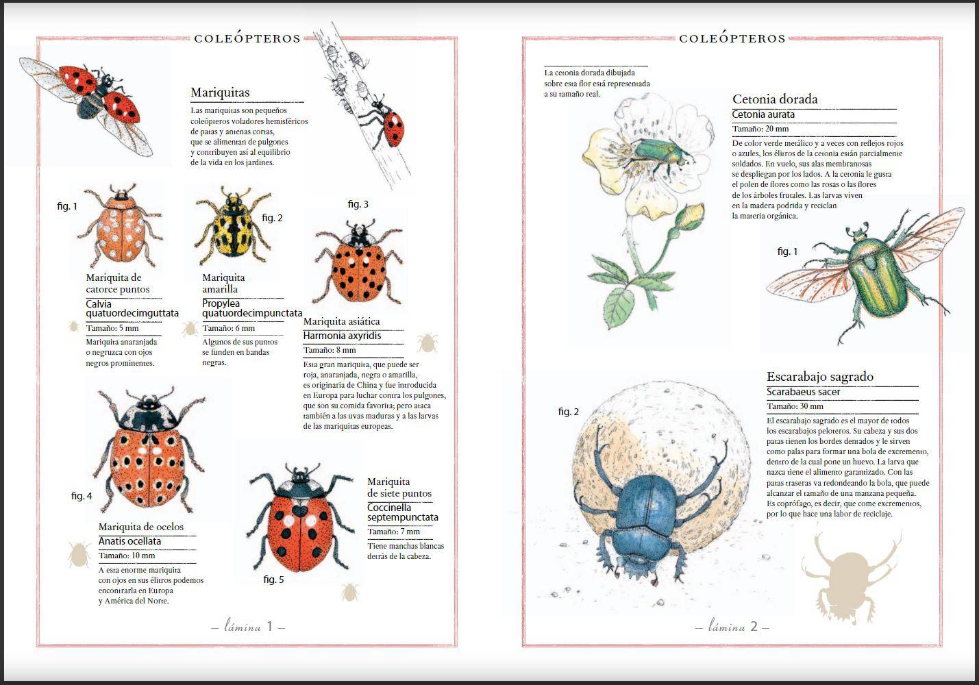 Inventario Ilustrado de Insectos