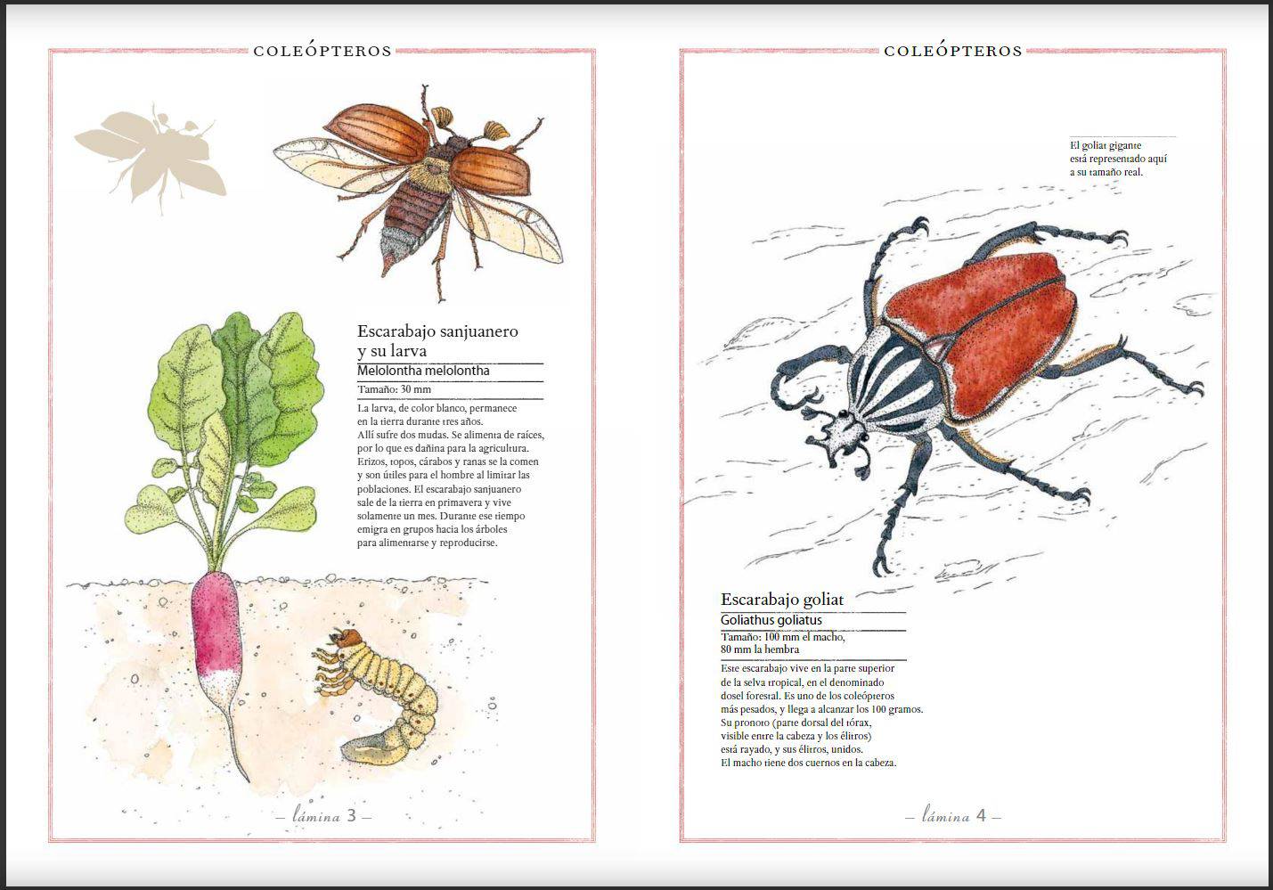 Inventario Ilustrado de Insectos